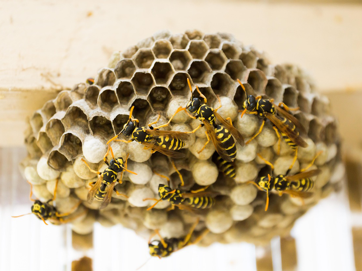 Est-ce que les nids de guêpes peuvent endommager ma toiture